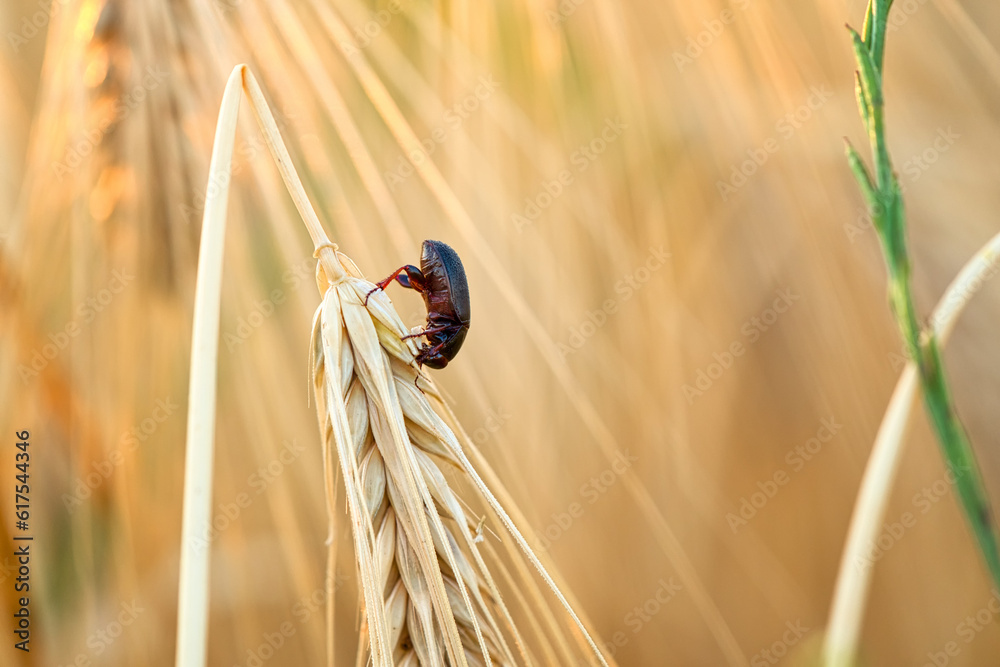 Alphitobius diaperinus beetle insect on the grain while eating. Grain ...