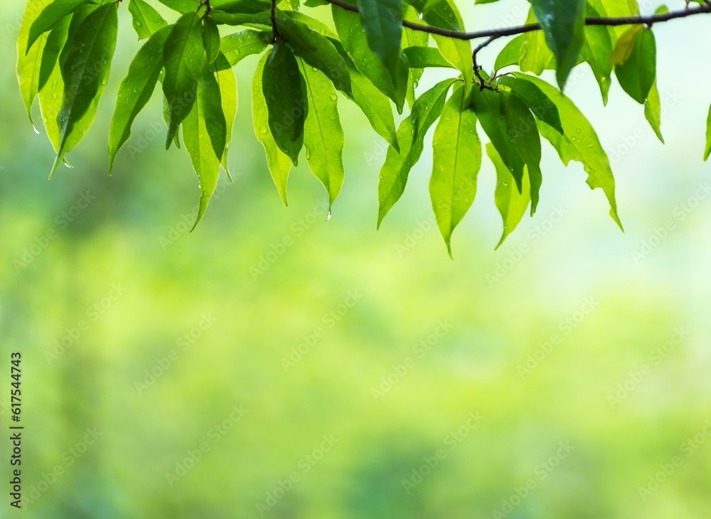 nature background image ,tree growing under a clouded sky , green ...