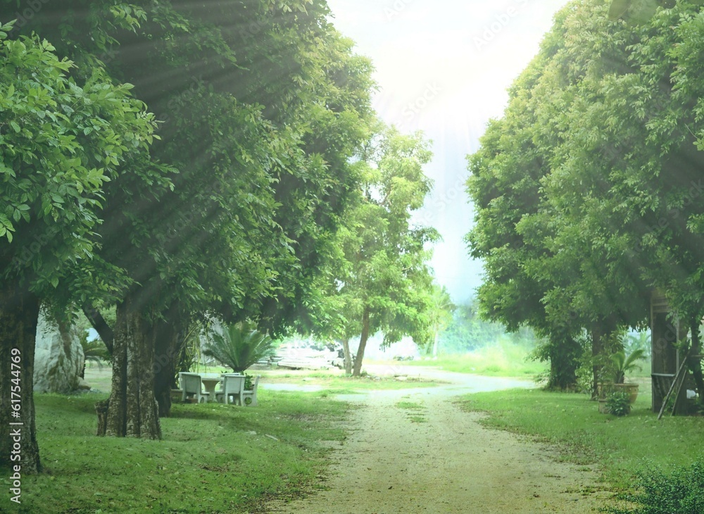 nature background image ,tree growing under a clouded sky , green ...