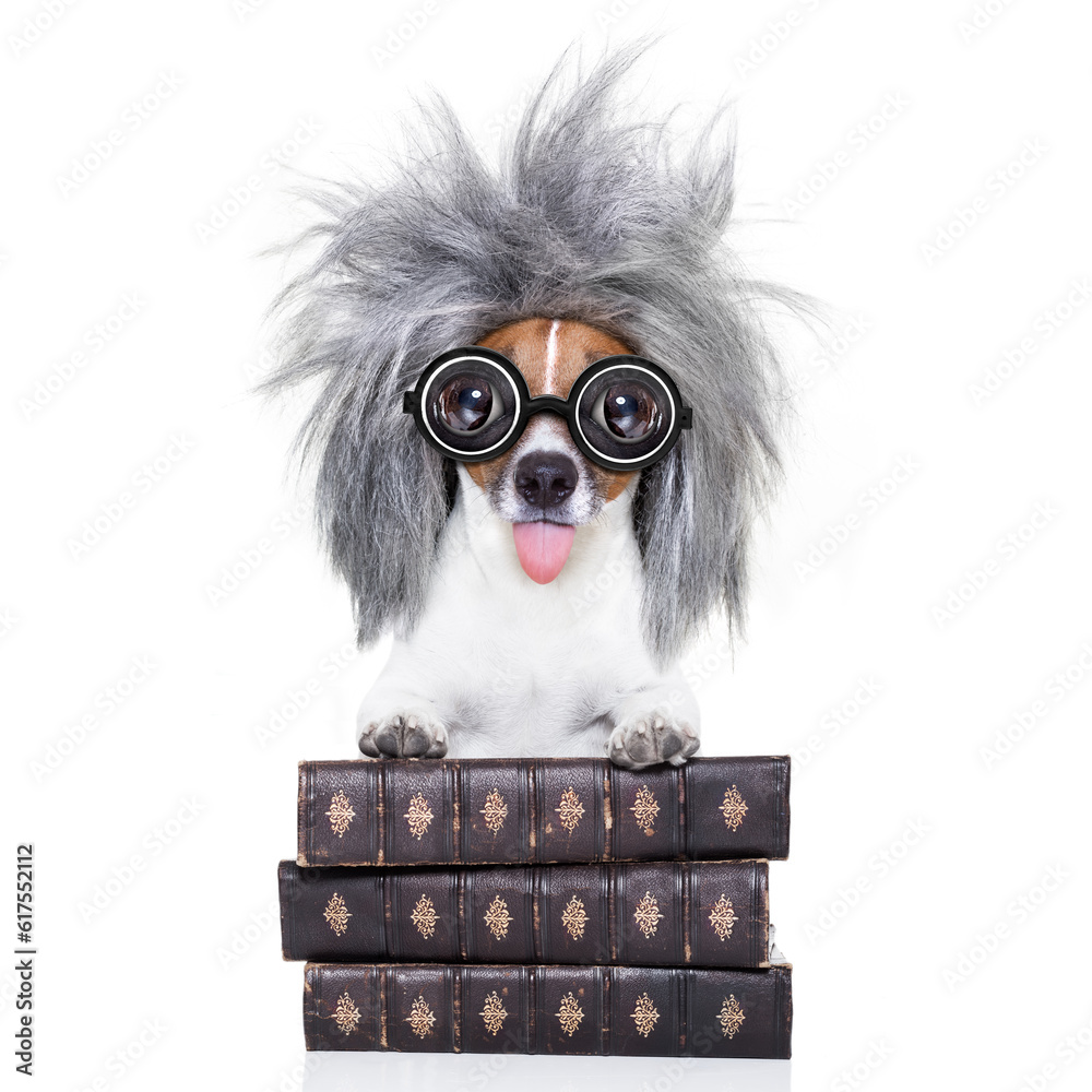 smart and intelligent jack russell dog with nerd glasses sticking out ...