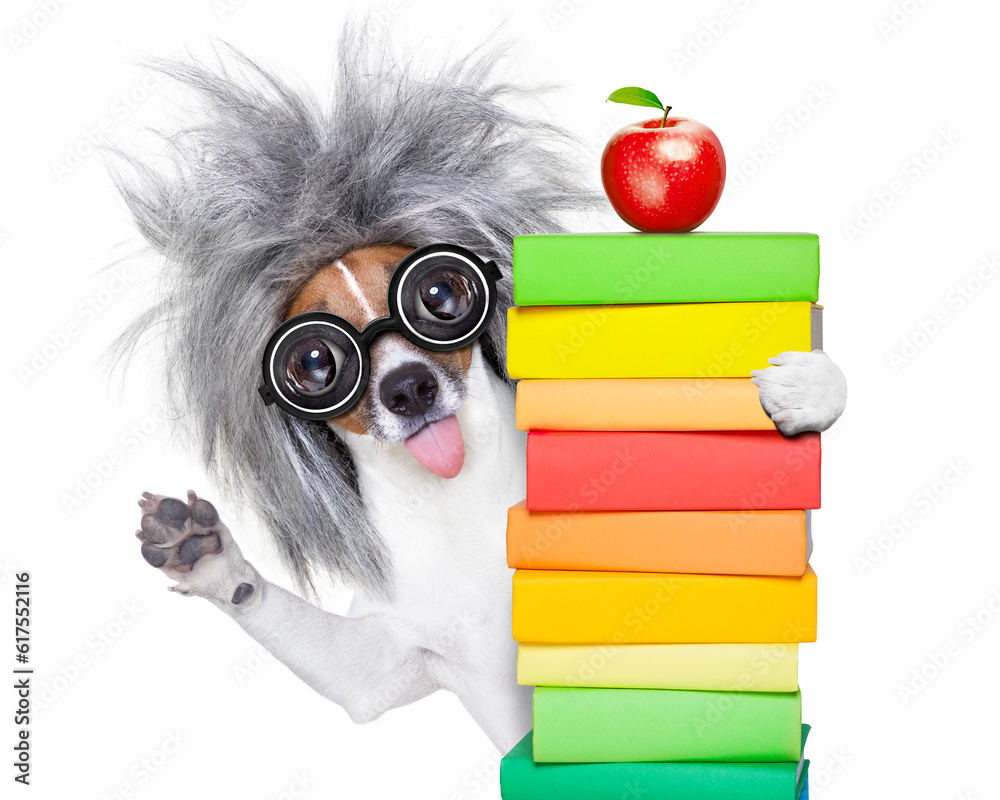 smart and intelligent jack russell dog with nerd glasses sticking out ...