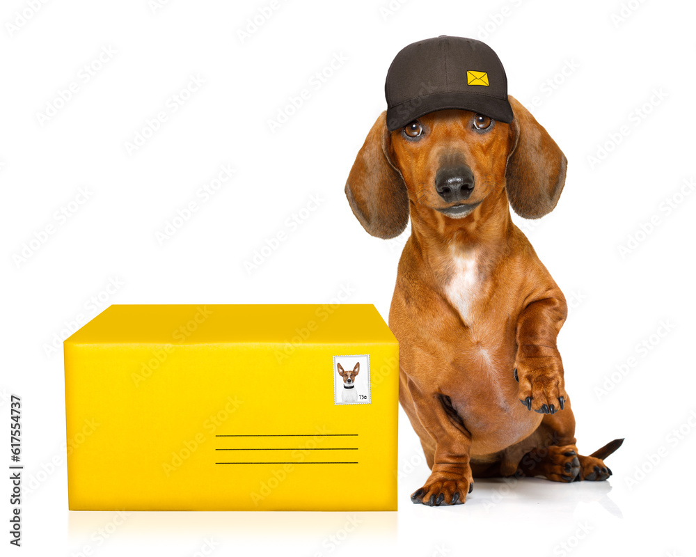 dachshund sausage dog delivering a big brown package as a postman with ...