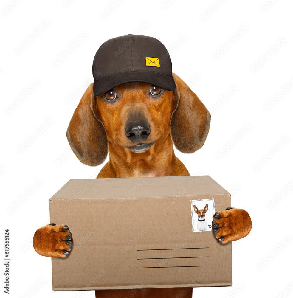 dachshund sausage dog delivering a big brown package as a postman with ...