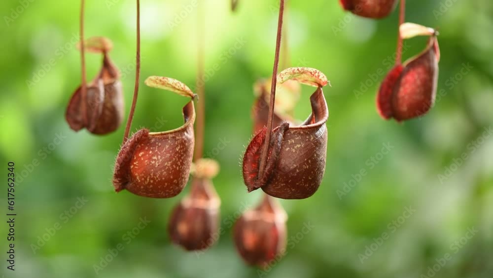 Tropical pitcher plants or nepenthes on nature background. Stock 비디오 ...