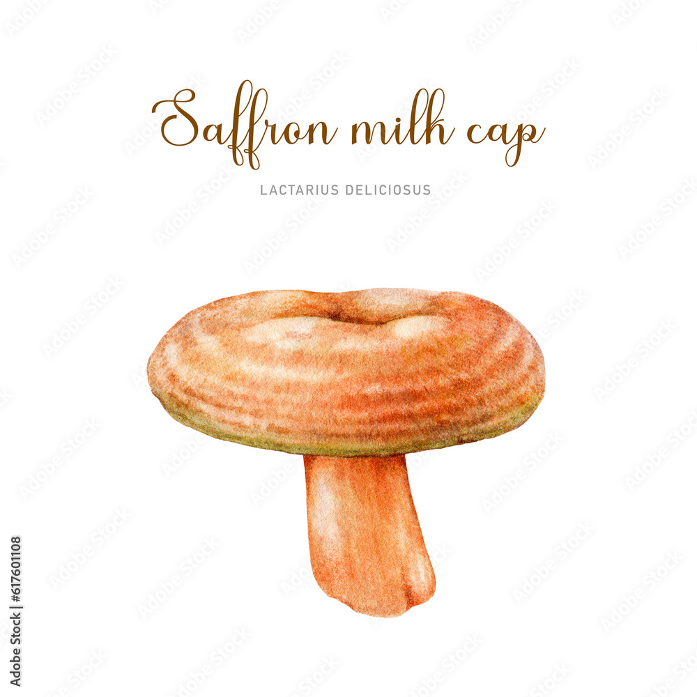 Saffron milk cap element watercolor illustration. Hand drawn Lactarius ...