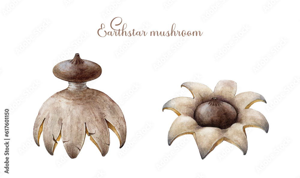 Earthstar Mushroom Illustration Set Hand Drawn Geastrum Triplex And