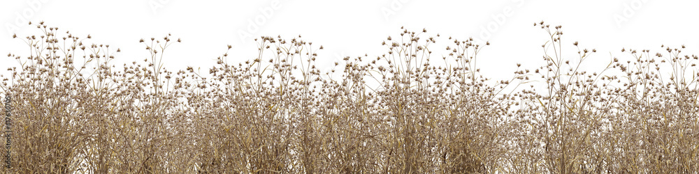 Dry grass field in nature, Dead plants in summer, Tropical forest ...
