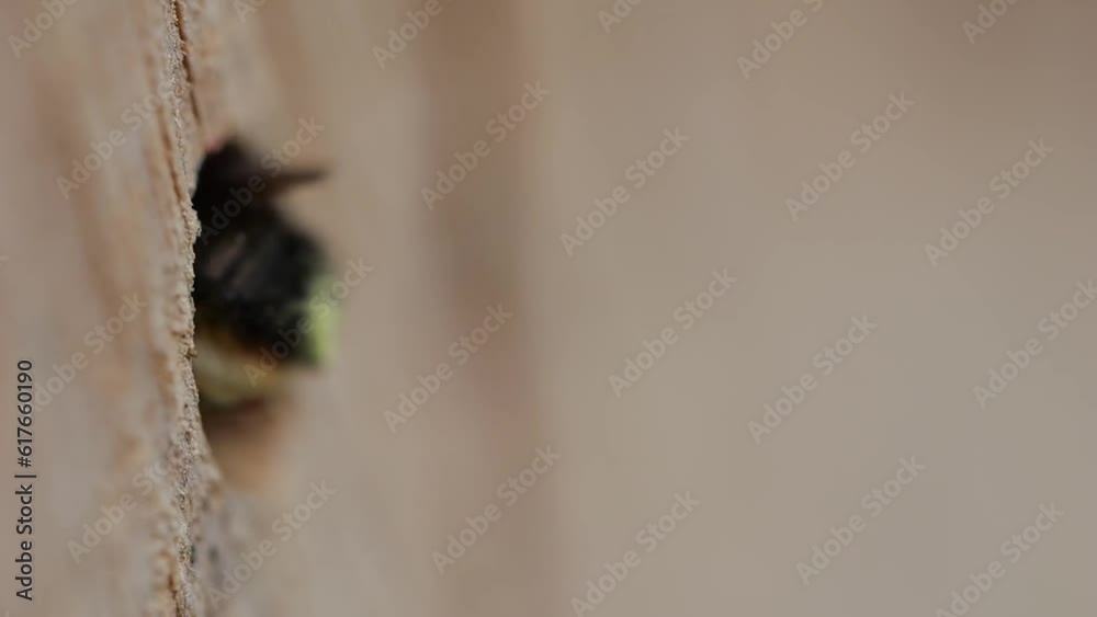 Rusty red mason bee (Osmia bicornis) comes out of the brood cavity ...