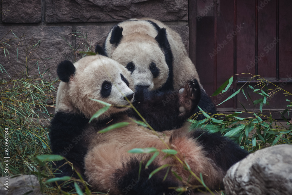Ailuropoda melanoleuca commonly known as Giant panda Stock Photo ...