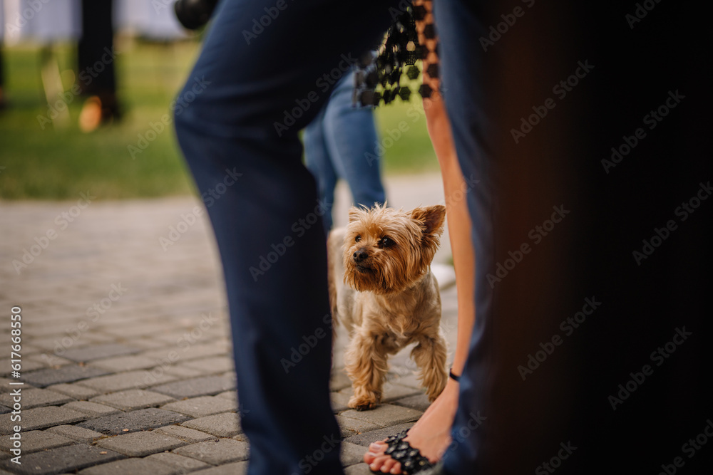 yorkshire terier, yorkie, purebred dog, beautiful little, long haired ...