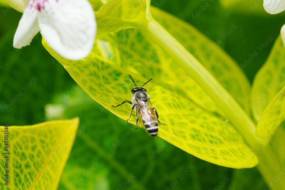 Apis florea, commonly known as the dwarf honeybee or the red dwarf ...
