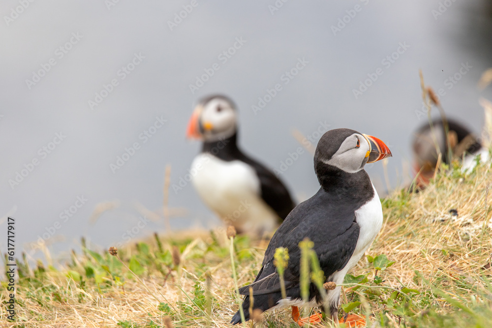 This photo shows a beautiful puffin or also named sea parrot which is a ...