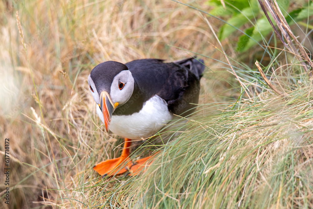 This photo shows a beautiful puffin or also named sea parrot which is a ...