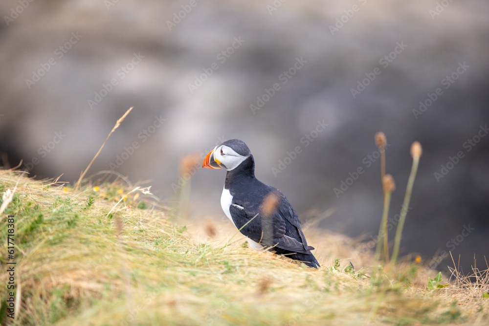 This photo shows a beautiful puffin or also named sea parrot which is a ...