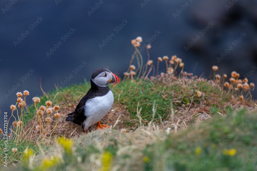 This photo shows a beautiful puffin or also named sea parrot which is a ...