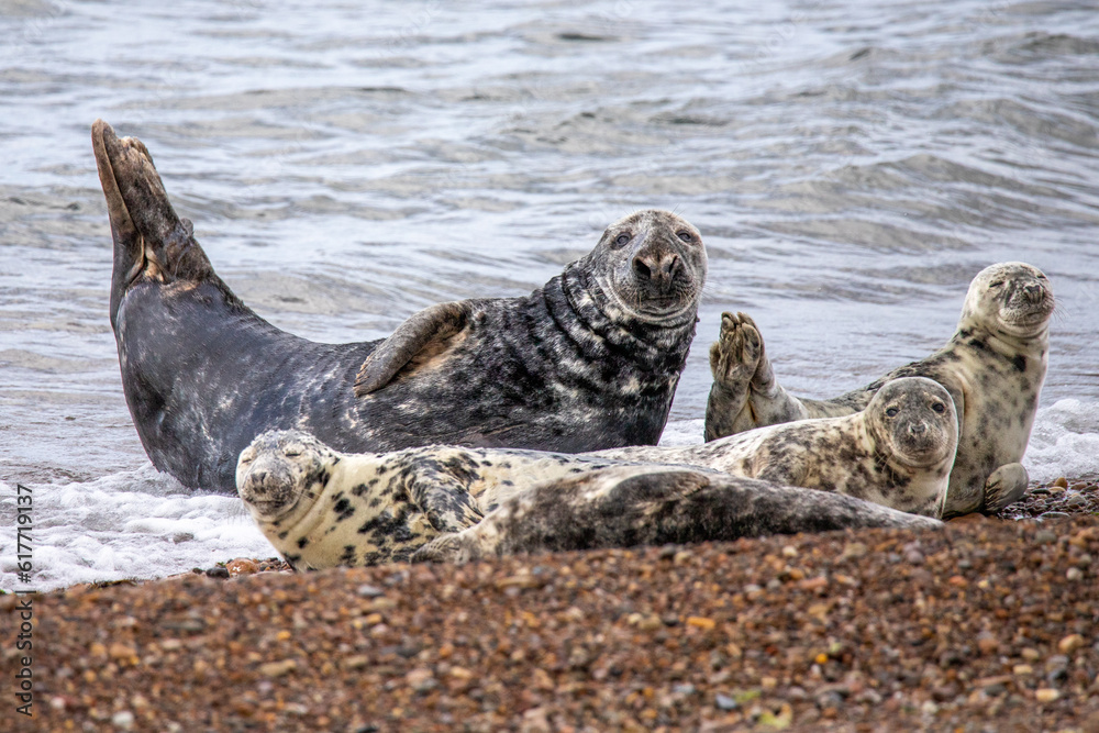 This photo shows a group of seals laying on the beach of Portgordon in ...