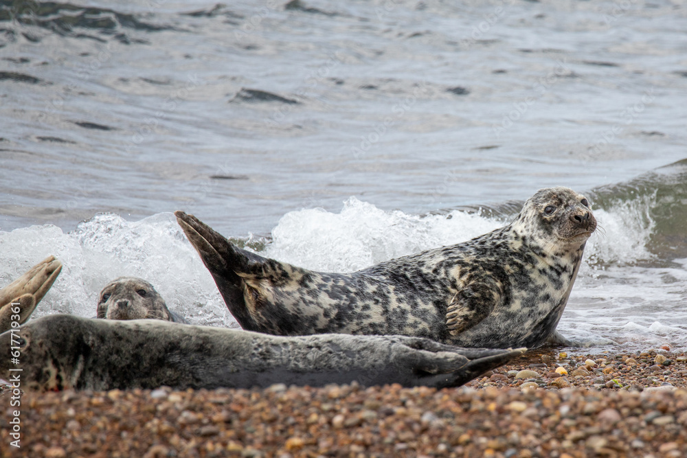 Foto de This photo shows a group of seals laying on the beach of ...