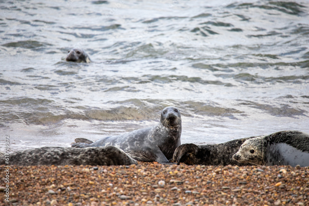 This photo shows a group of seals laying on the beach of Portgordon in ...