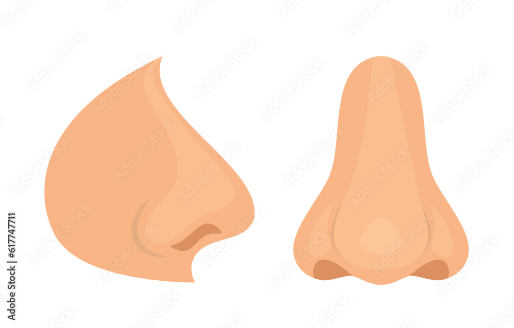 Organ of human smell, nose. Biology, anatomy of man and human organs ...