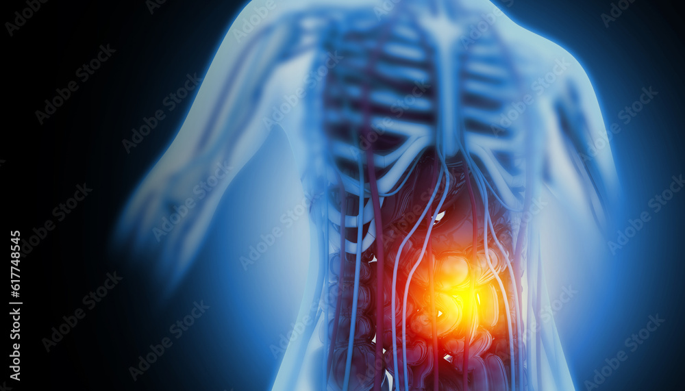 Human digestive system on scientific background. 3d illustration Stock ...