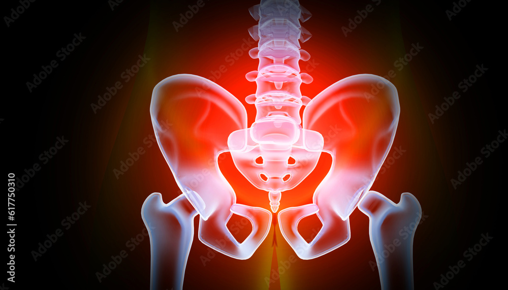 Anatomy Of Human Hip X Ray View 3d Illustration Stock Illustration Adobe Stock