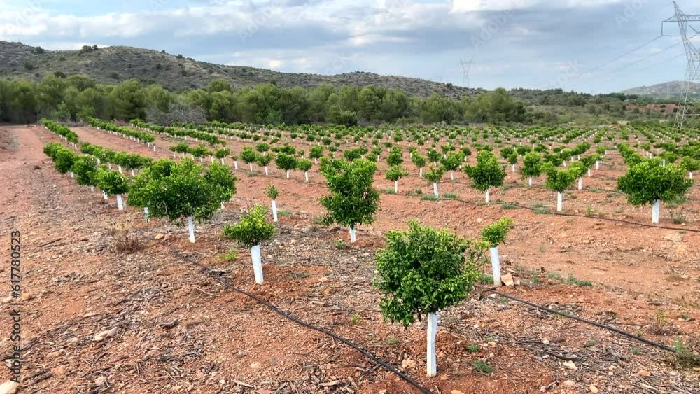 Planting a tree. Mandarin tree growing at farm field. Orange mandarin ...