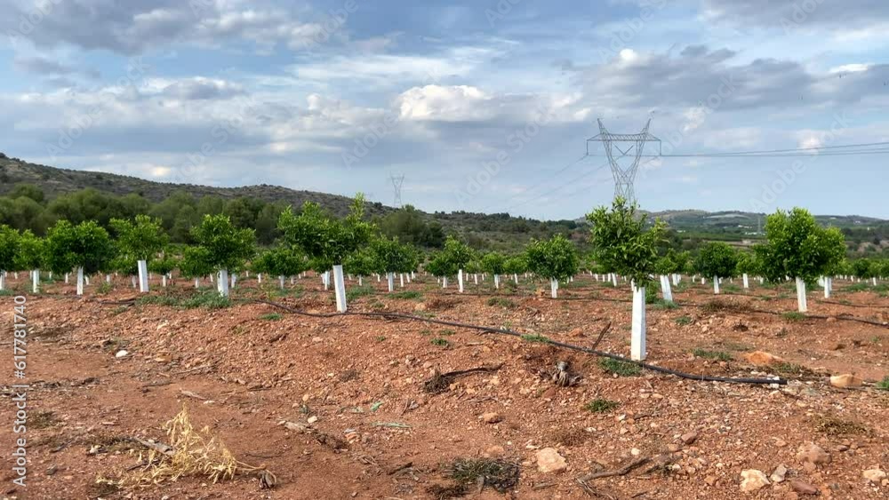 Planting a tree. Mandarin tree growing at farm field. Orange mandarin ...