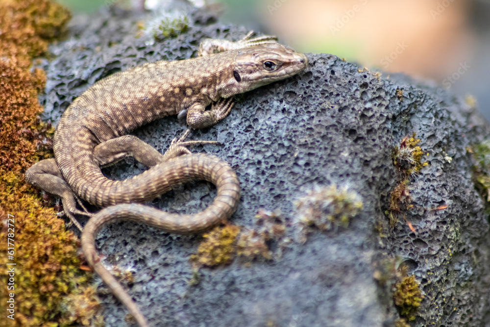 Lizard on the hunt for insects on a hot volcano rock warming up in the ...
