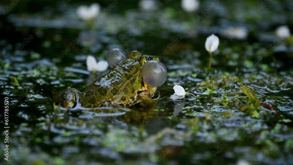 Frog crying. One European frog in water. Pelophylax lessonae calling ...