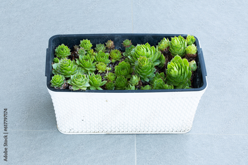 Attractive rosettes of Sempervivum ruthenicum, forever alive, Succulent ...