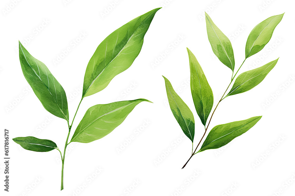 Watercolor Matcha Green tea elements leaves objects isolated on clear ...