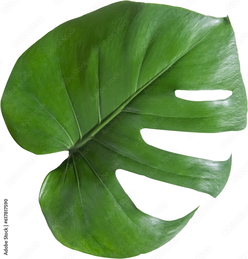 monstera leaf cut out on transparent background. Stock Photo | Adobe Stock
