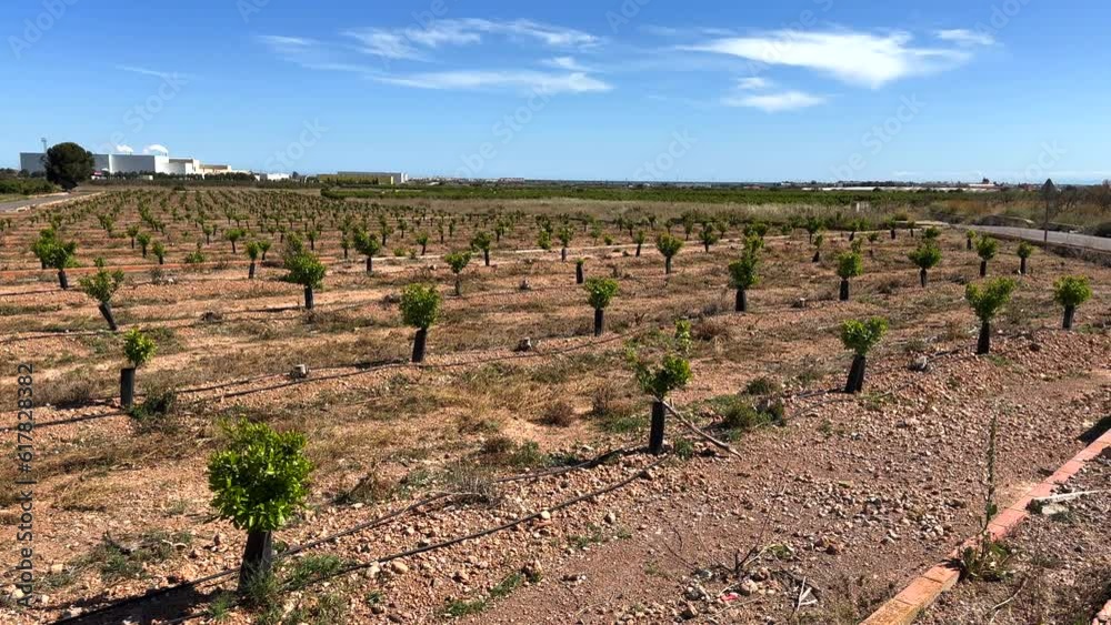 Planting a tree. Mandarin tree growing at farm field. Orange mandarin ...