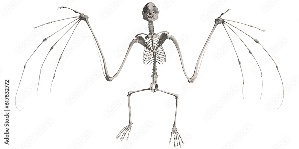 Retro Animal Anatomy Vampire Skeleton Scientific Illustration Fauna And ...