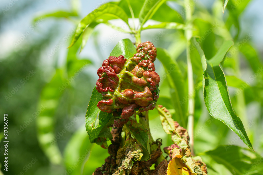 Peach leaf curl. Fungal disease of peaches tree. Taphrina deformans ...