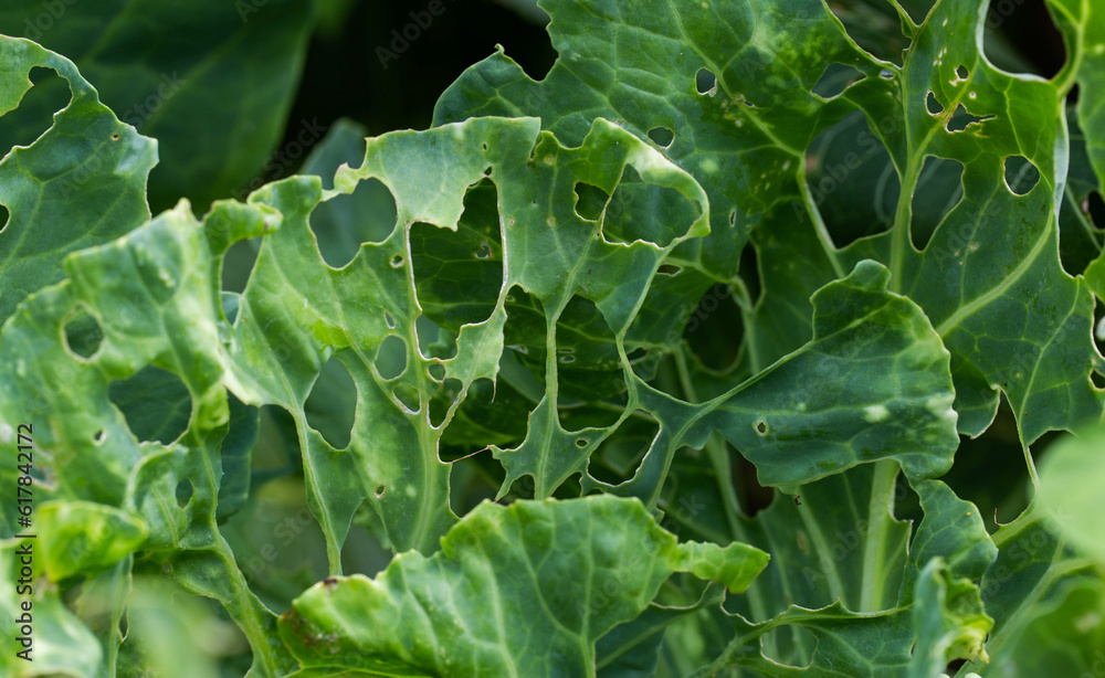 Cabbage leaves in holes in the garden. Pests are a cabbage butterfly ...