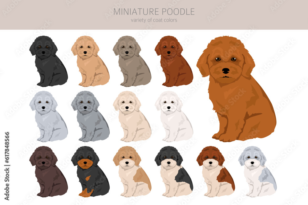 Miniature poodle puppies clipart. Different poses, coat colors set ...
