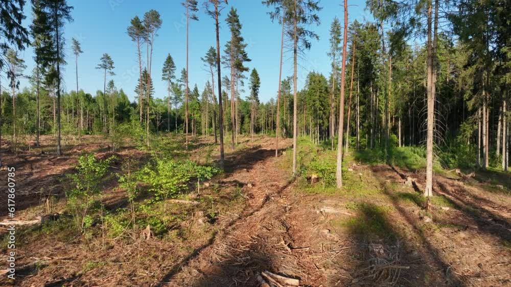 Untitled PrDeforestation forest and Illegal logging. Forest destruction ...