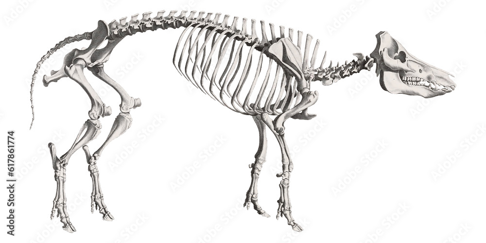 Animal Anatomy Pig Skeleton Scientific Illustration Fauna And Flora ...
