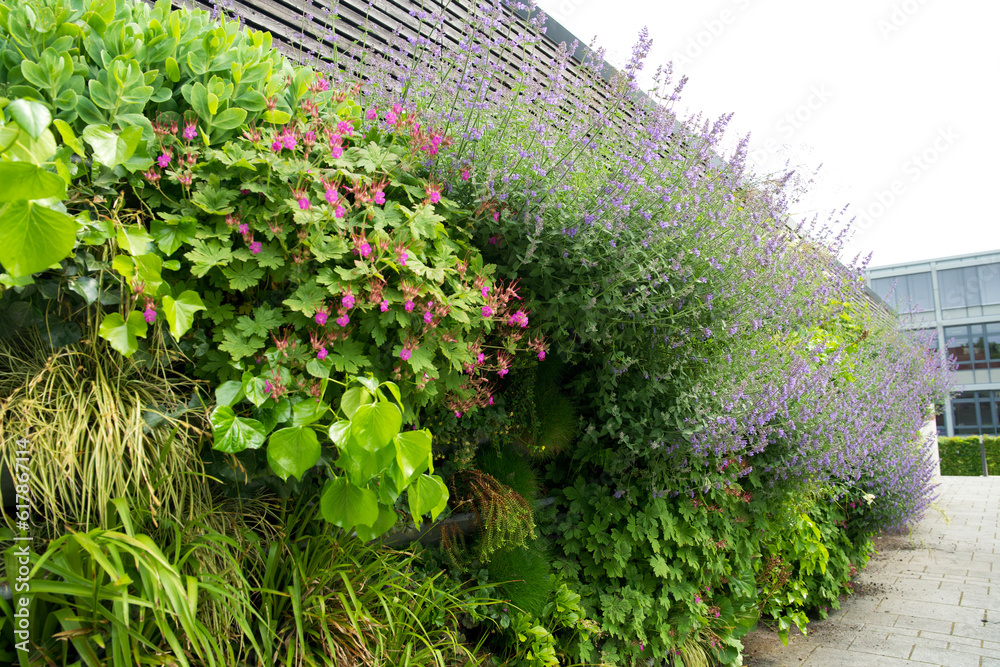 Vertical garden. Urban greening with a living wall. Green wall in ...