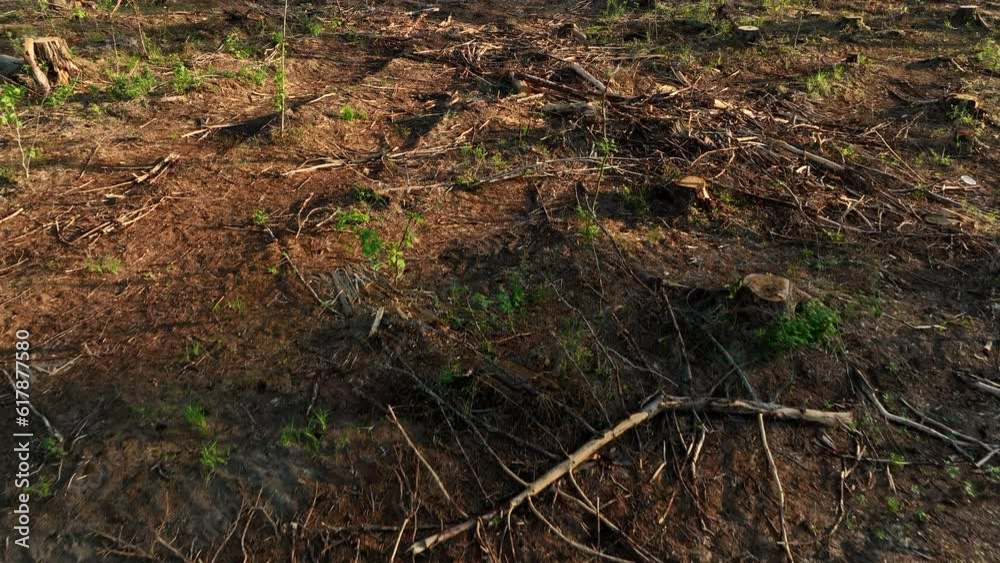 Deforestation forest and Illegal logging. Forest destruction and ...