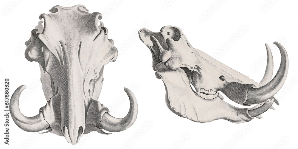 Animal Anatomy Wild Boar Skull Scientific Illustration Isolated Fauna ...