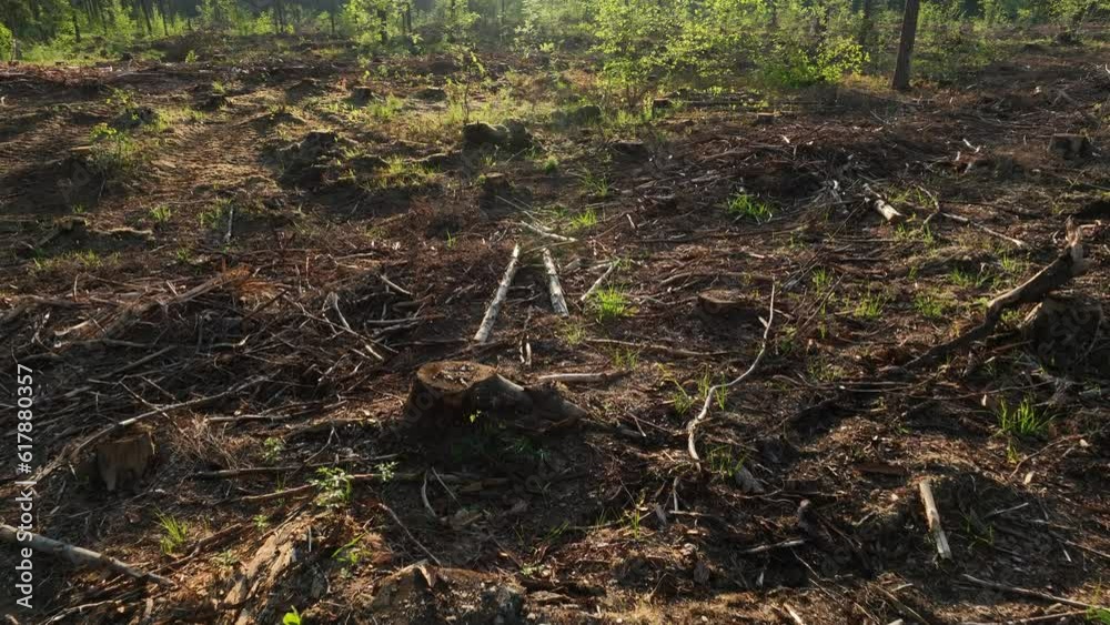 Deforestation forest and Illegal logging. Forest destruction and ...