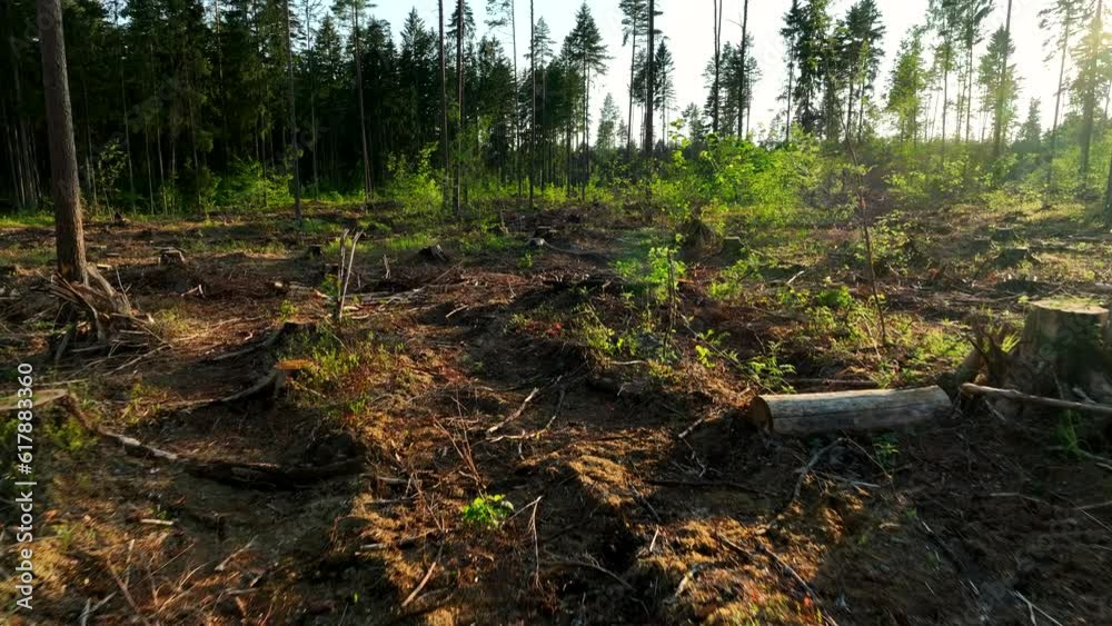 Deforestation forest and Illegal logging. Forest destruction and ...