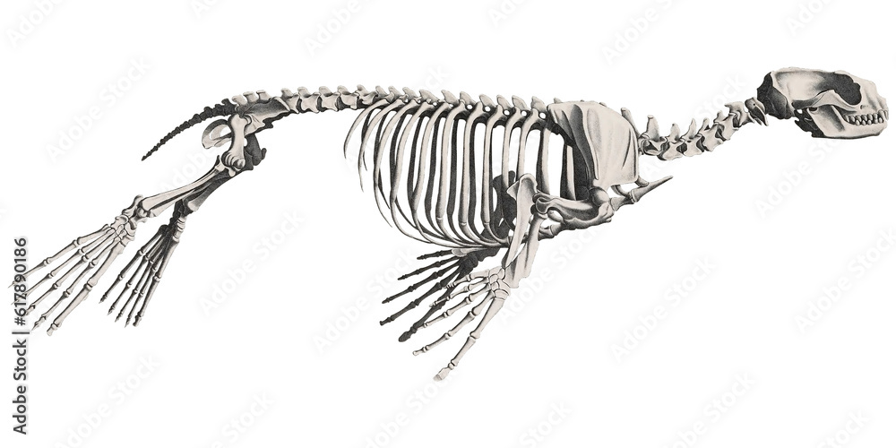 Oceanic Relics: Vintage Sea Lion Skeleton Animal Anatomy Scientific ...