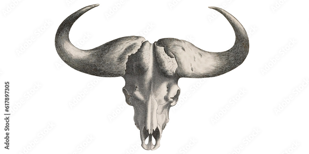 Animal Anatomy Buffalo Skull Scientific Illustration Isolated Fauna And ...