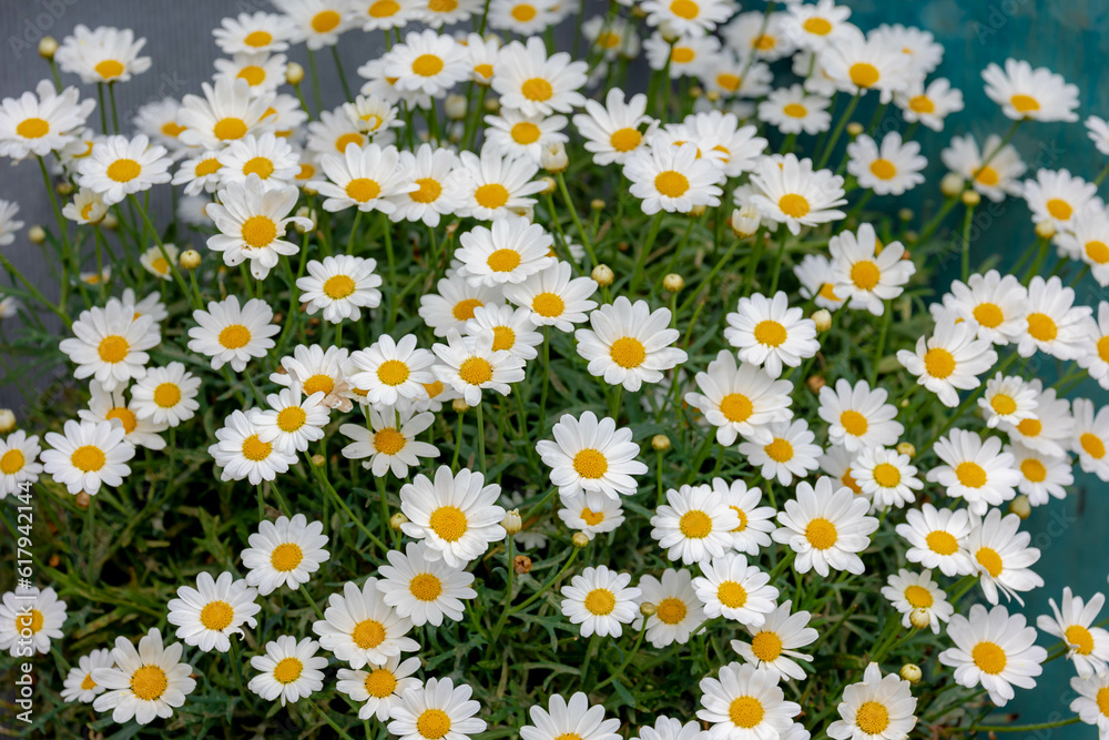 Selective focus of white cream flower with green leaves in garden ...