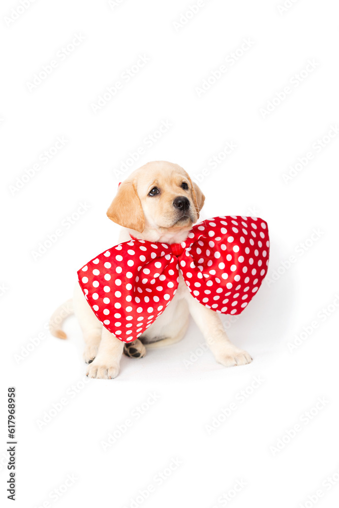 Small yellow labrador retriever puppy dog wearing an oversized red ...