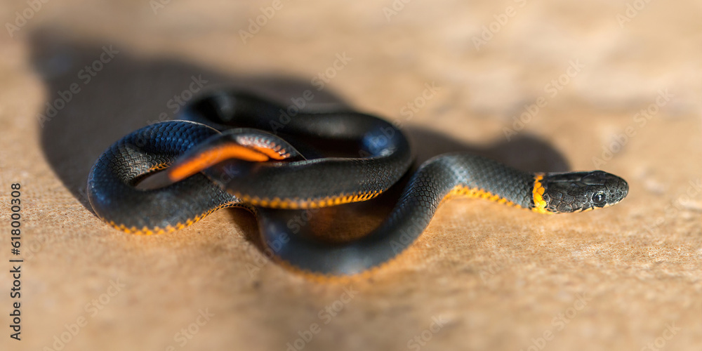 Coiled Juvenile Pacific Ring-necked Snake. Alameda County, California ...