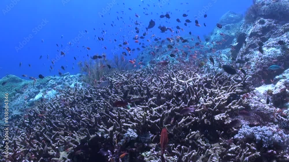Marvelous view: school of yellow-finned fish on underwater reef ...